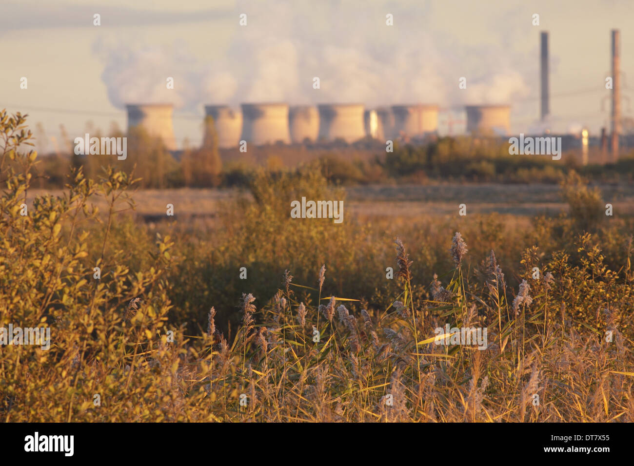 Common Reed (Phragmites australis) reedbed habitat in low winter ...