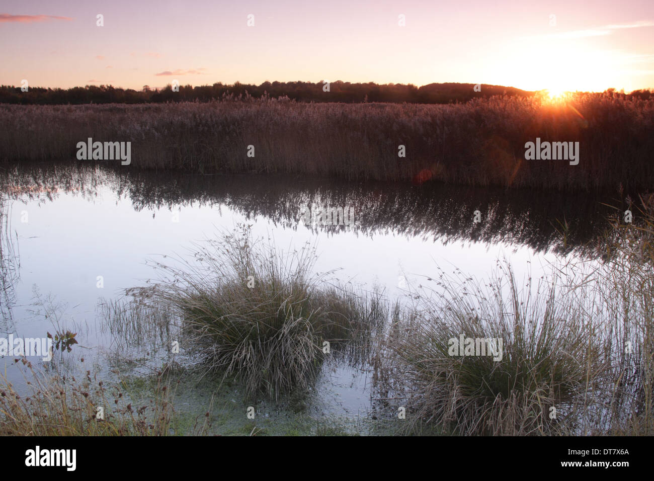 Common Reed (Phragmites australis) reedbed and pool habitat at sunset ...