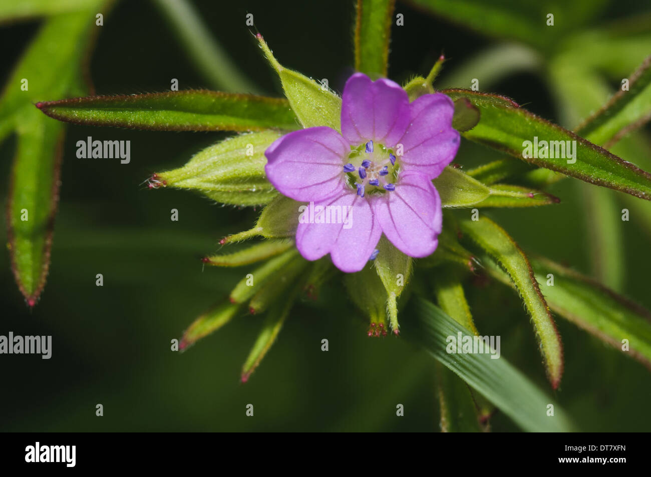 Cut-leaved Cranesbill (Geranium dissectum) close-up of flower, Elmley ...