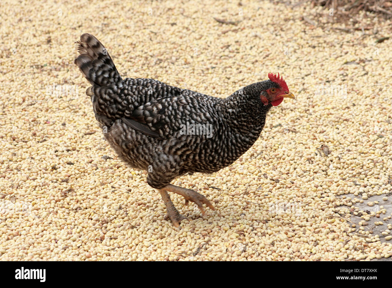 Walking beans hi-res stock photography and images - Alamy
