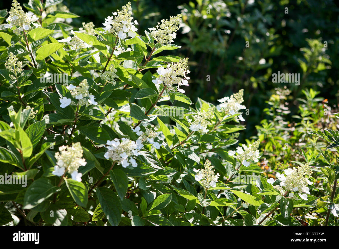 Hydrangea paniculata hi-res stock photography and images - Alamy