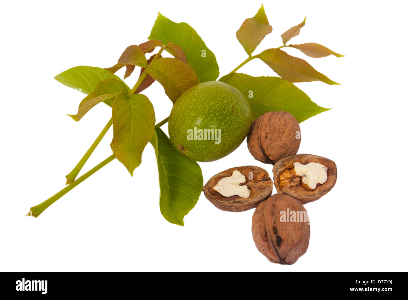 Fresh walnut and leaves isolated on a white background Stock Photo - Alamy