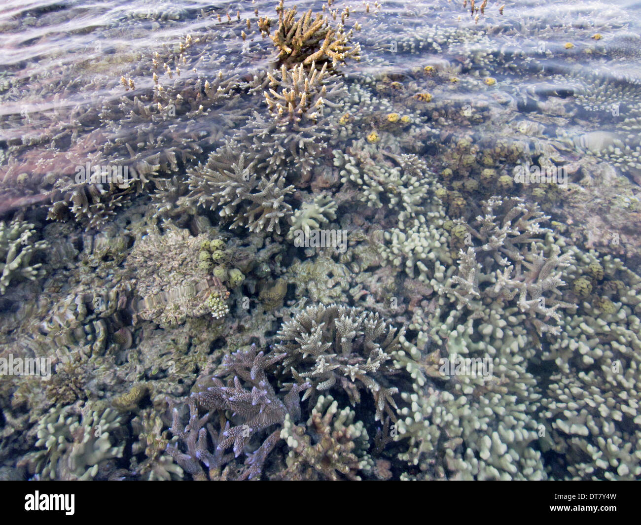 Maldives - Coral reef by low tide - January 2014 Stock Photo - Alamy