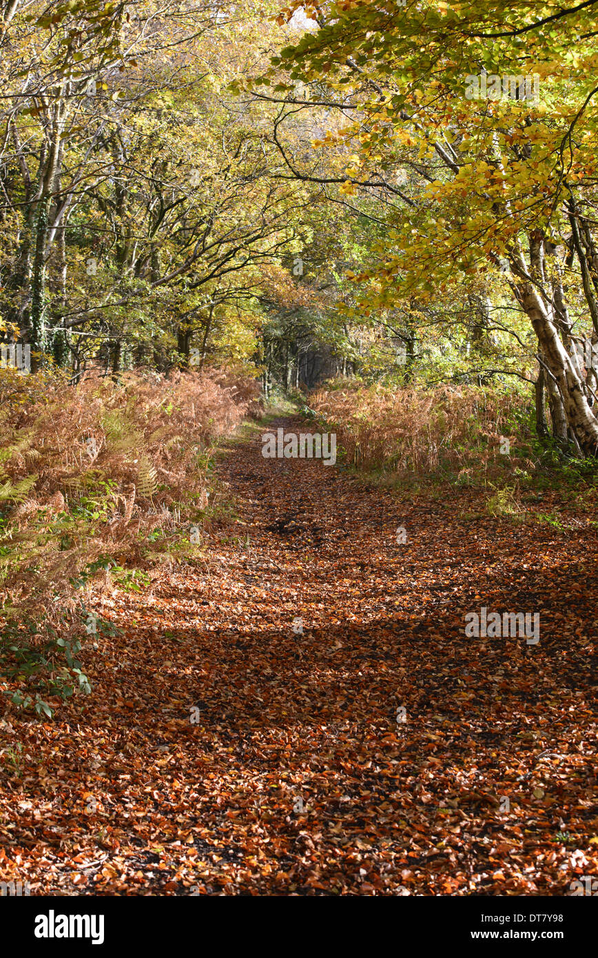 Track covered with leaf litter amongst trees in autumn colour, Little ...
