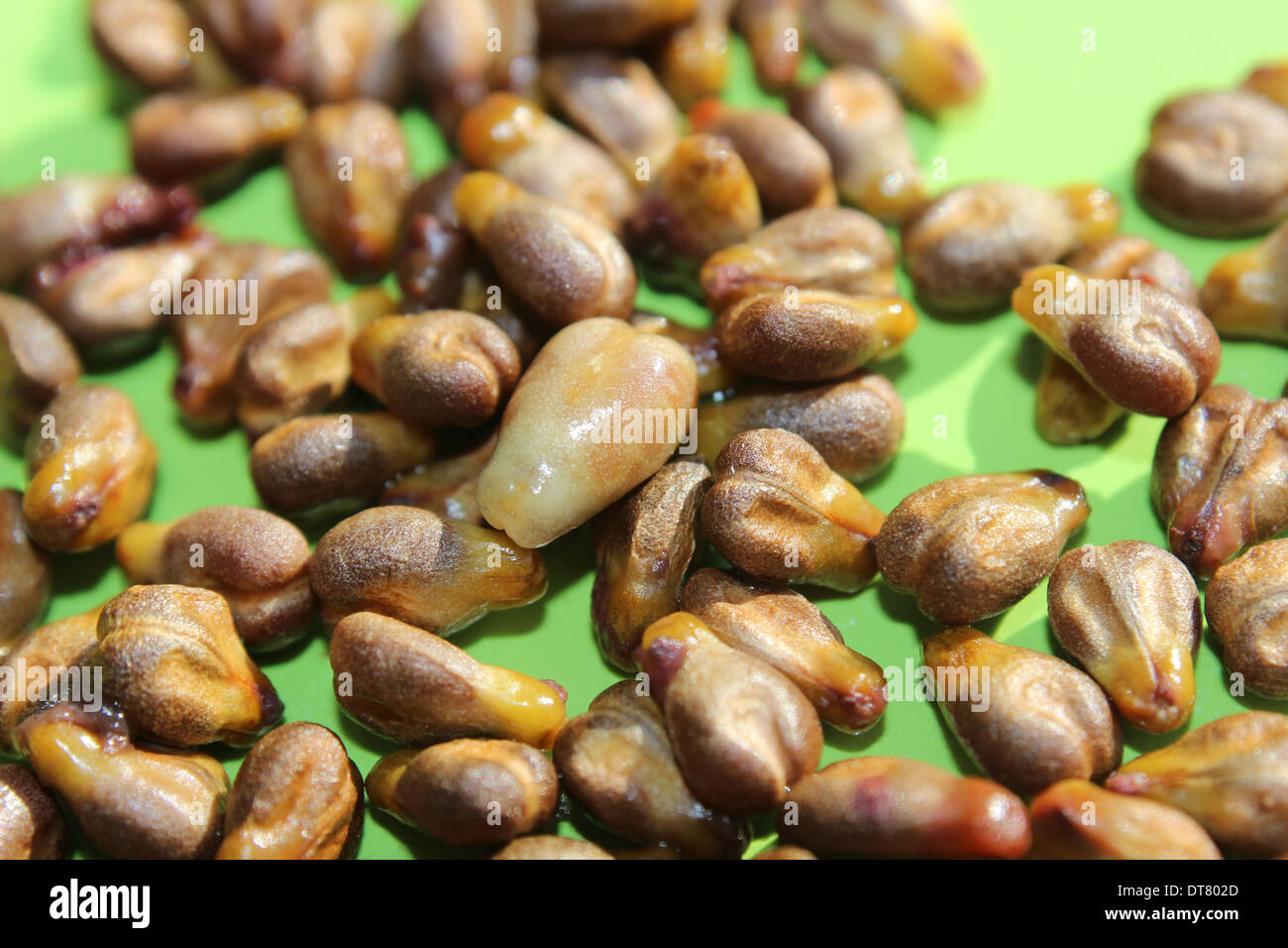 Grape seed hi-res stock photography and images - Alamy