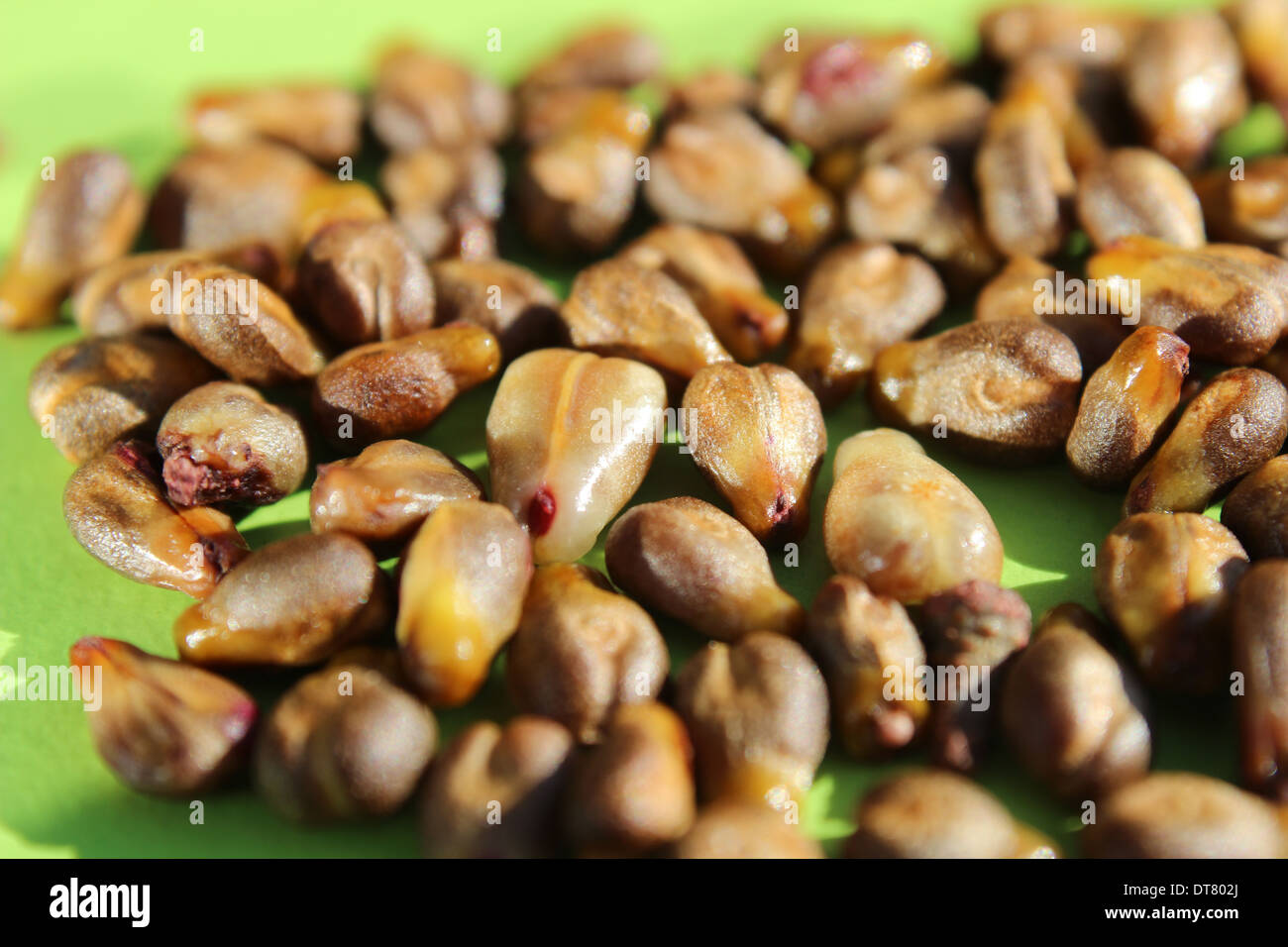 Grape seed hi-res stock photography and images - Alamy