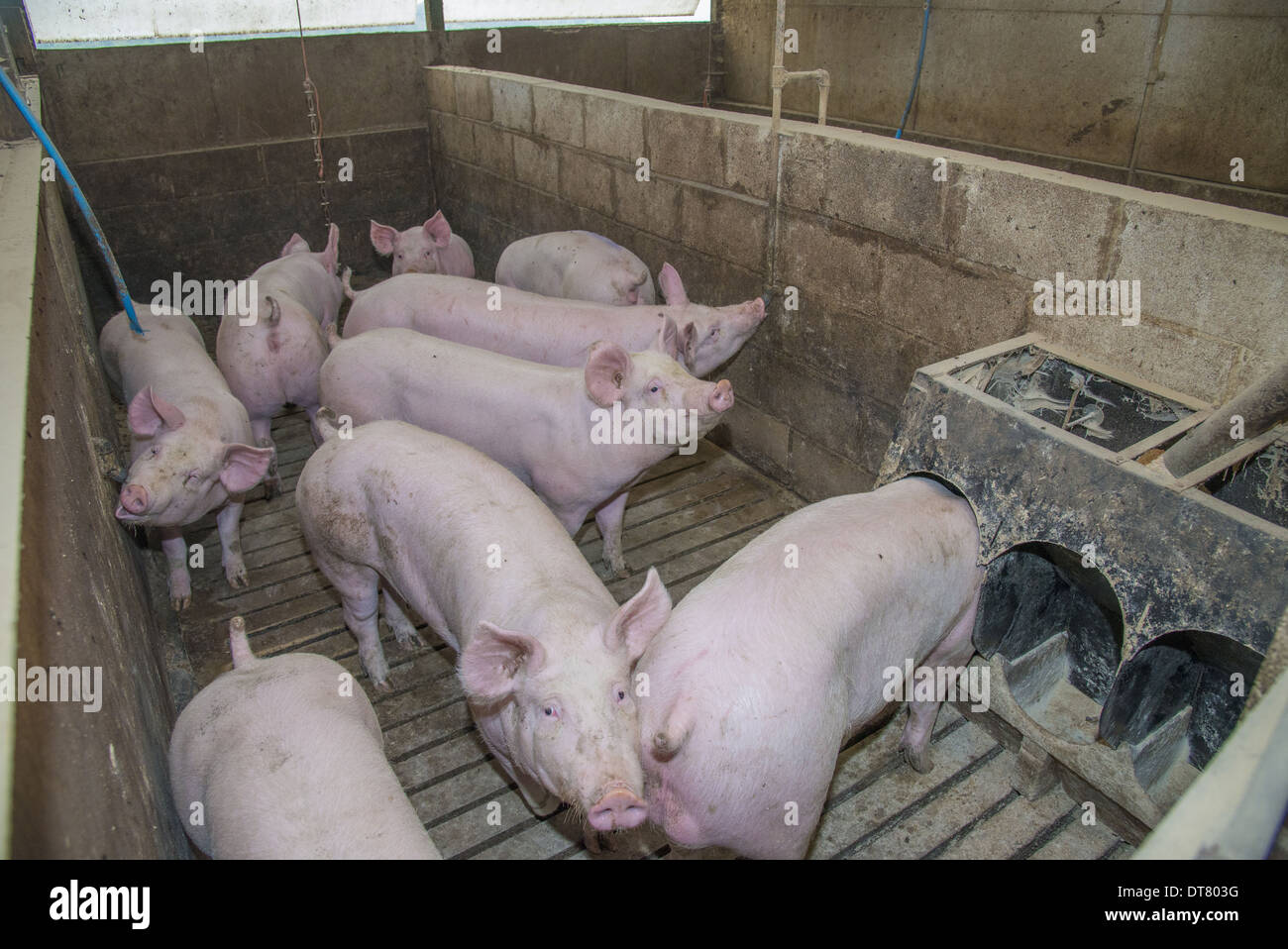 Slatted uk pig farm hi-res stock photography and images - Alamy