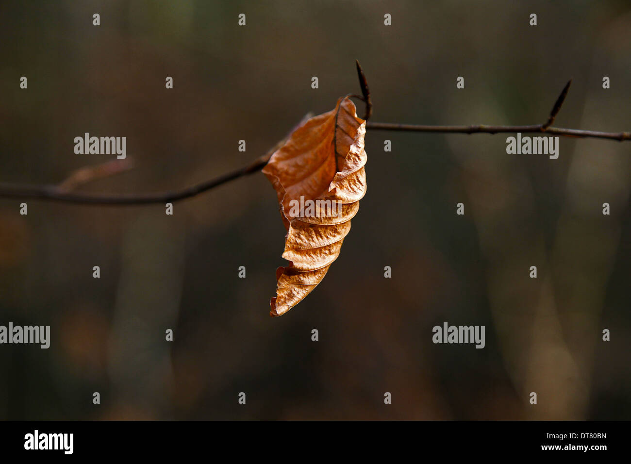 Curled leaf structure hi-res stock photography and images - Alamy