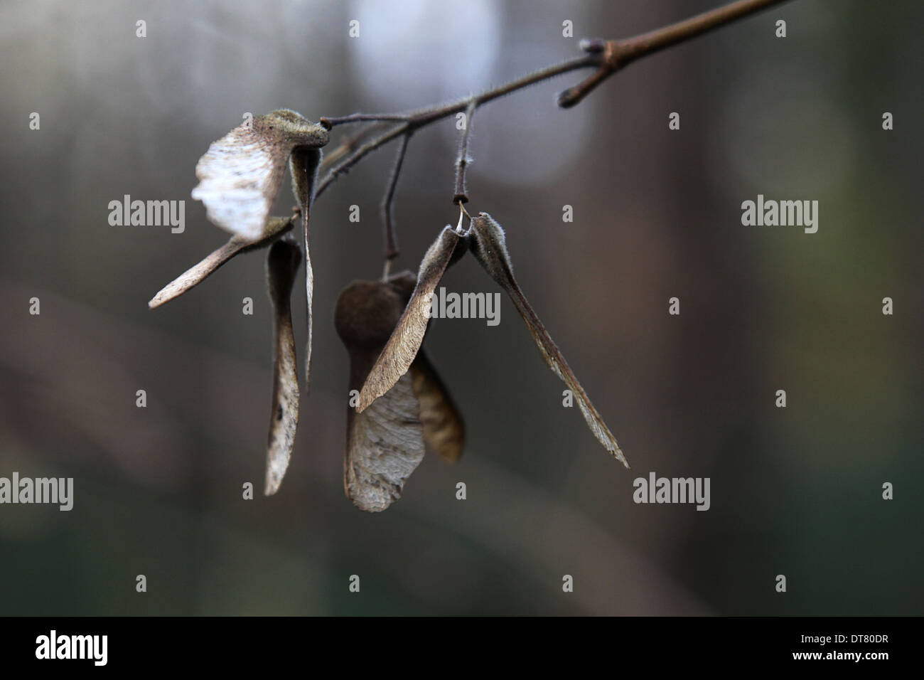 Propeller seeds hi-res stock photography and images - Alamy