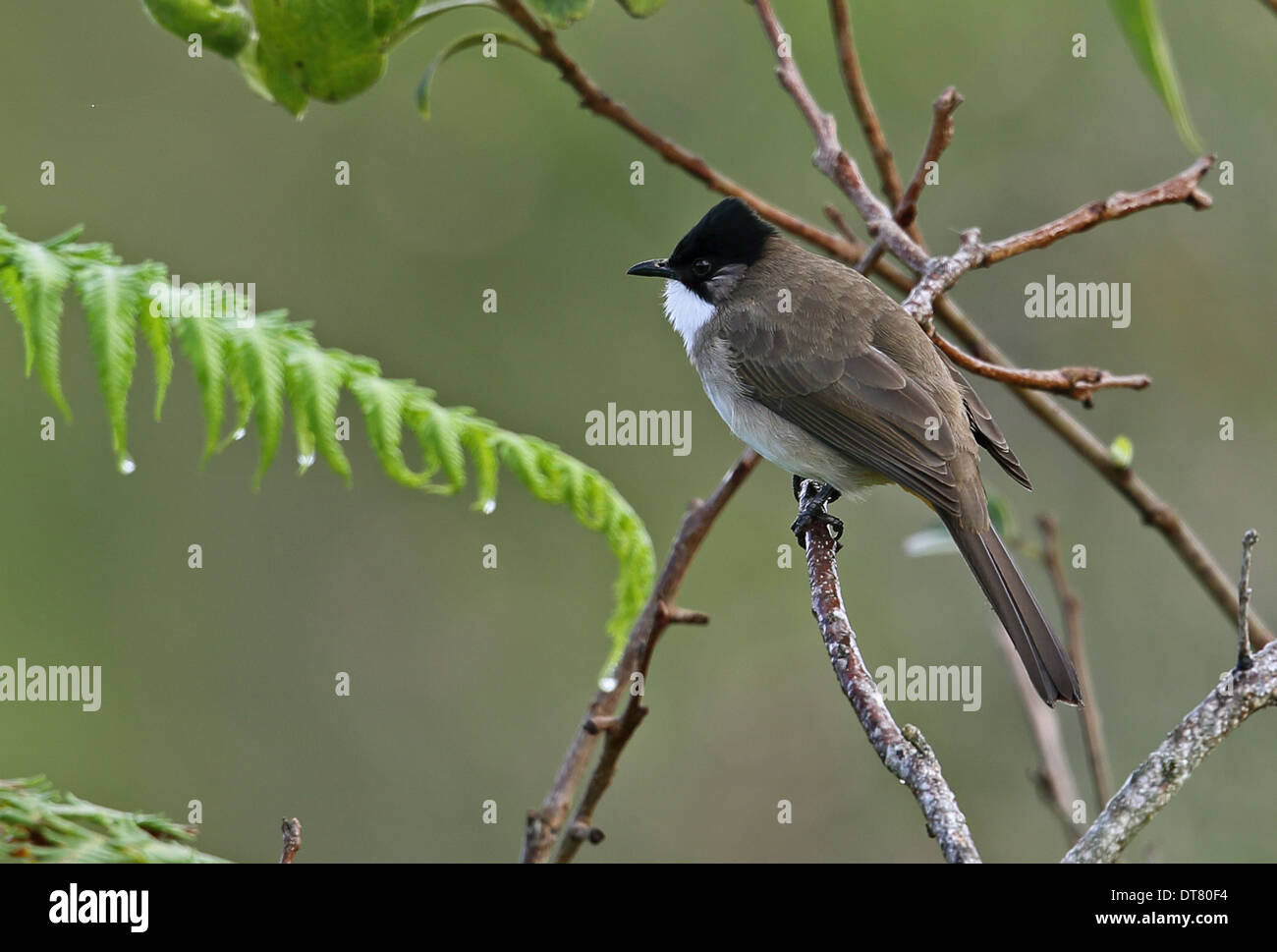 Brown-breasted Bulbul (Pycnonotus xanthorrhous) adult, perched on twig ...