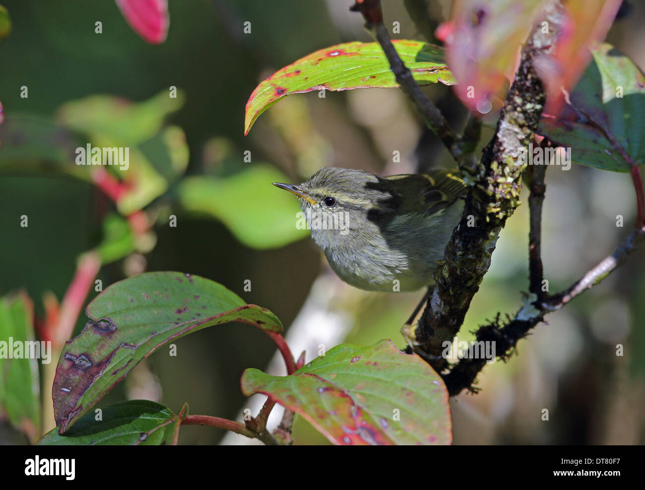 Phylloscopus pulcher hi-res stock photography and images - Alamy