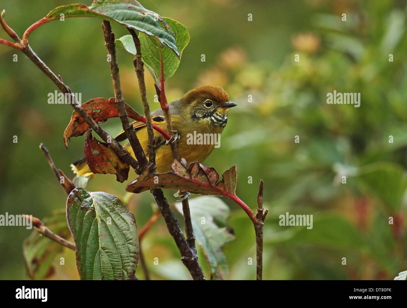 Chestnut-tailed Minla (Chrysominla strigula castanicauda) adult perched ...