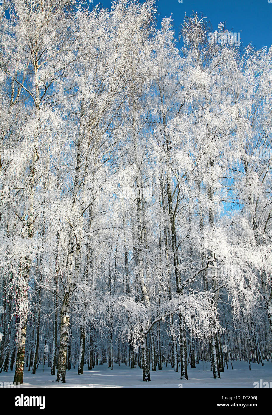 Trees in winter park birch hi-res stock photography and images - Alamy