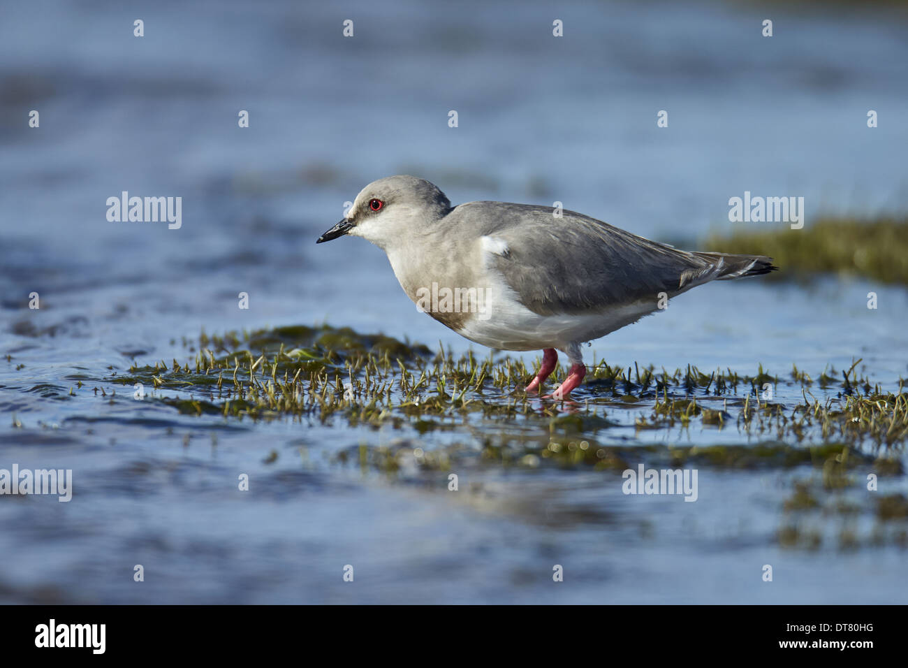 Magellanic Plover (Pluvianellus socialis) adult standing in shallow ...