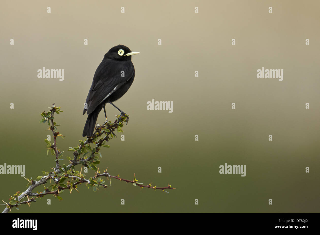 Spectacled Tyrant (Hymenops perspicillatus) adult male perched on twig ...