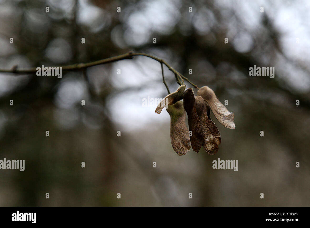 Propeller seeds hi-res stock photography and images - Alamy