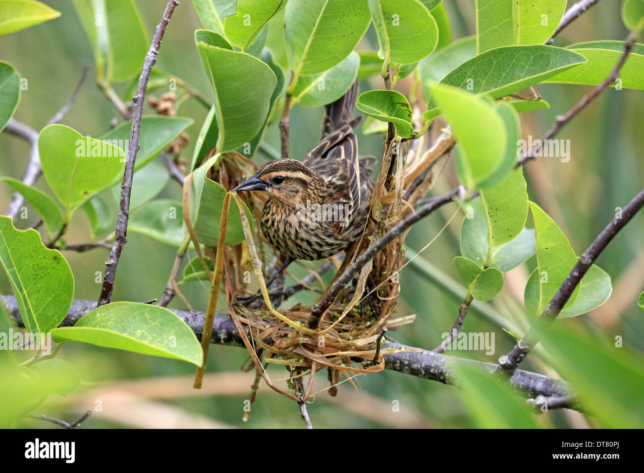Red-winged Blackbird (Agelaius phoeniceus) adult female with nesting ...