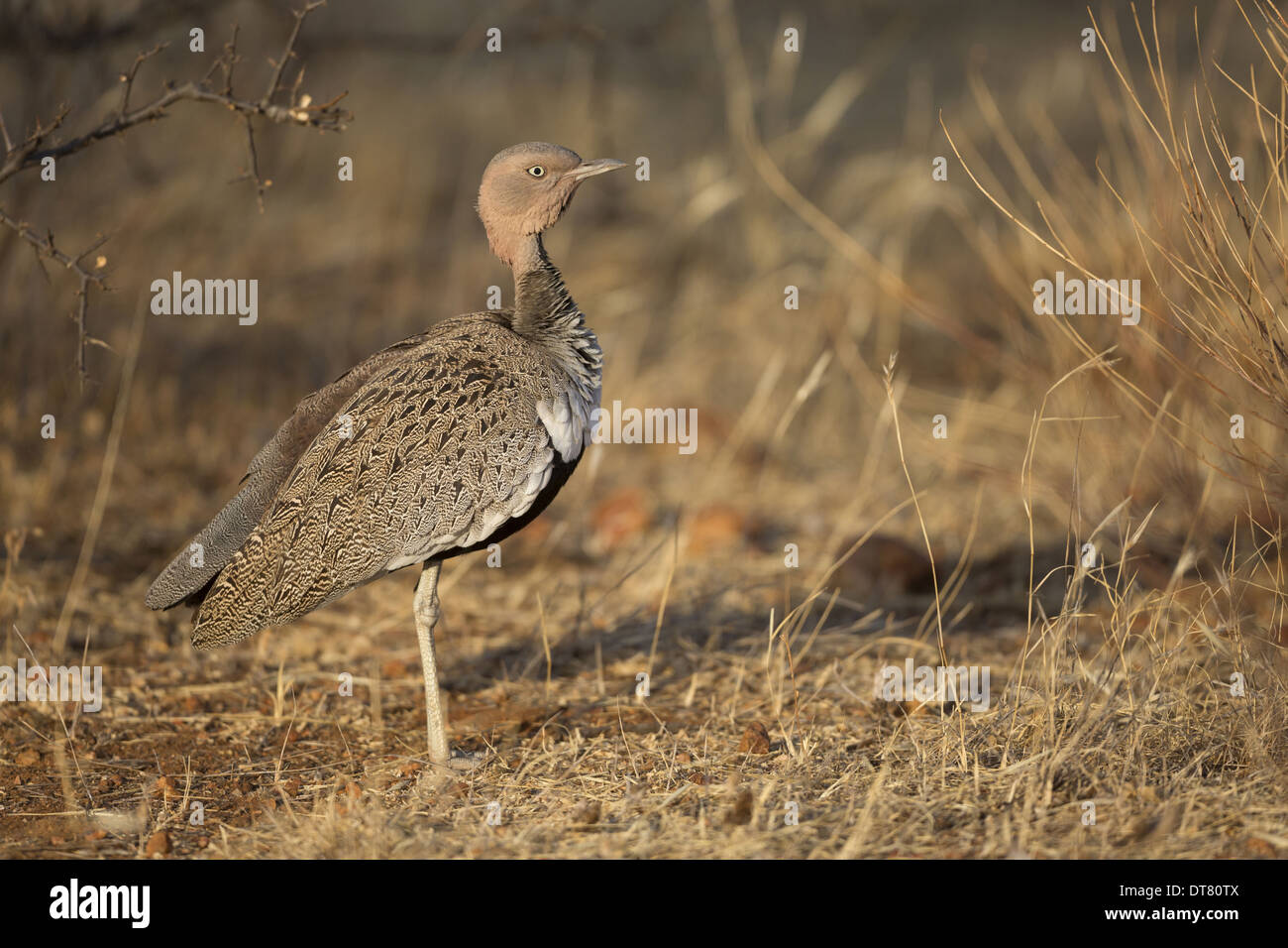 Buff-crested Bustard (Lophotis gindiana) adult male, standing in dry ...