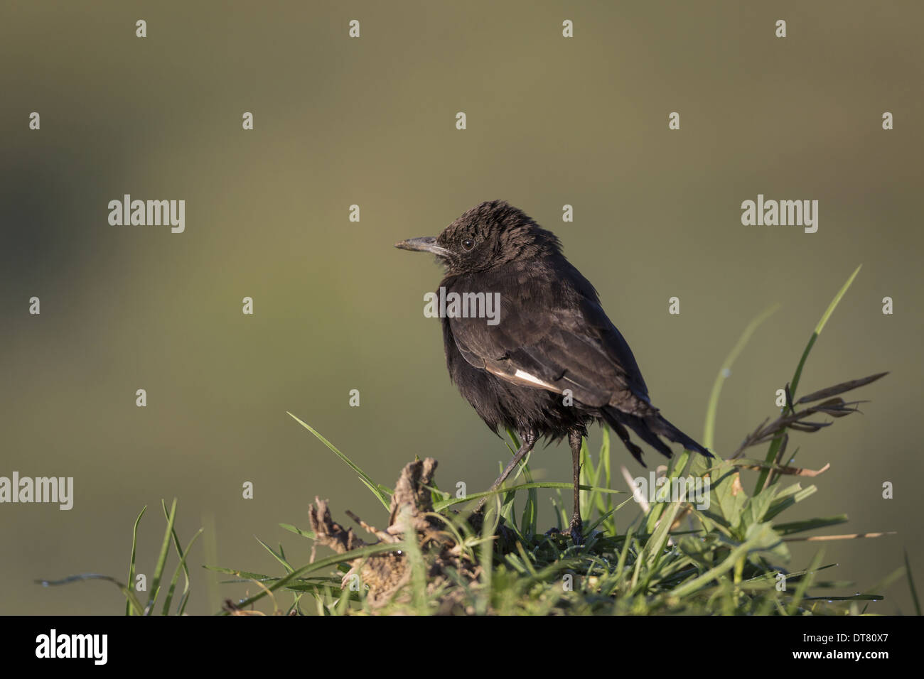 Anteater standing hi-res stock photography and images - Alamy