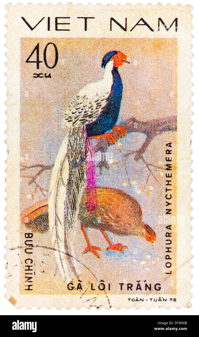 Silver pheasant vietnam hi-res stock photography and images - Alamy