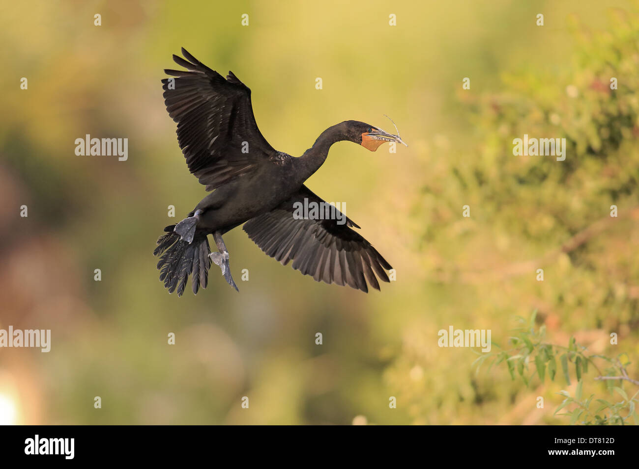 Double crested cormorant flying with nest material hi-res stock ...