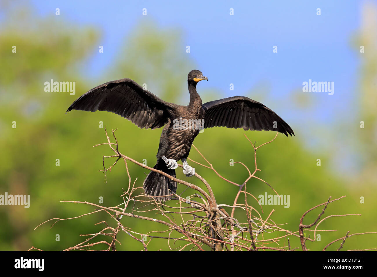 Double-crested Cormorant (Phalacrocorax auritus) adult non-breeding ...