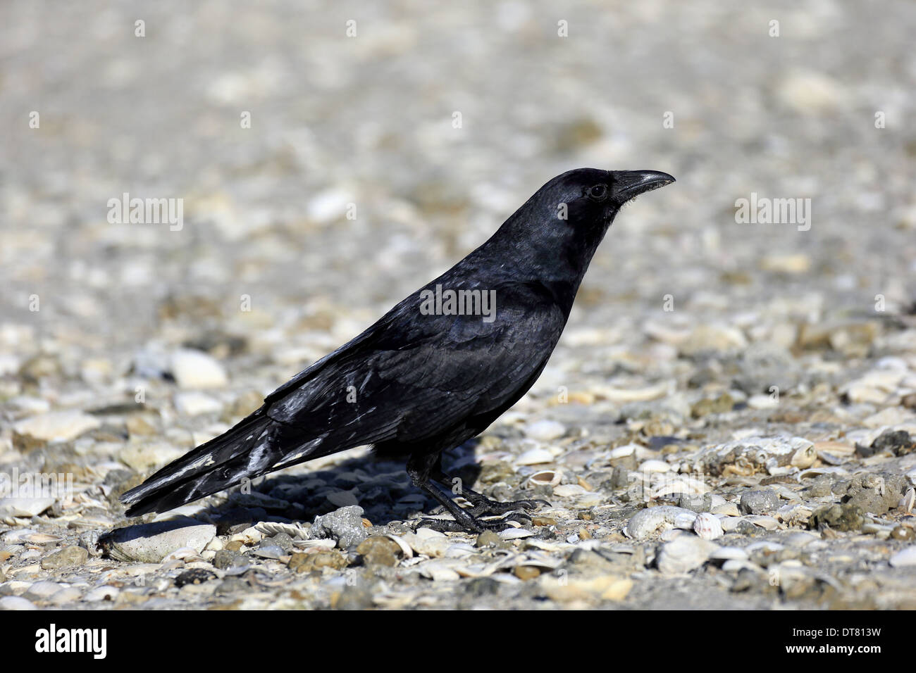 Florida sanibel barrier island hi-res stock photography and images - Alamy