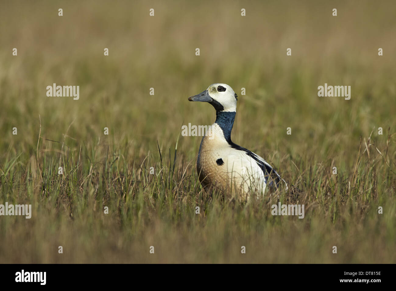 Eider drake standing hi-res stock photography and images - Alamy
