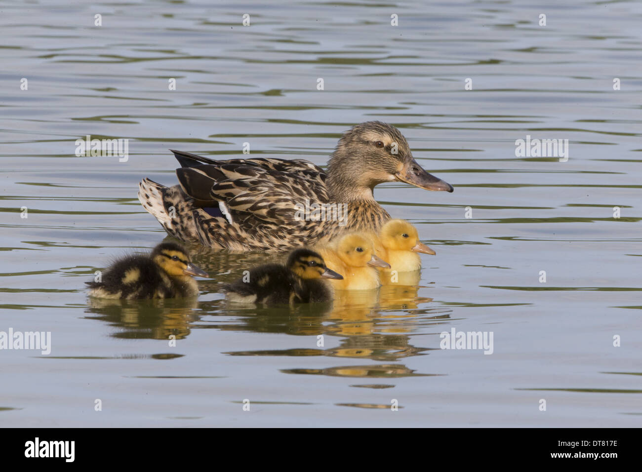 Mallard Duck (Anas platyrhynchos) adult female, with yellow and normal ...