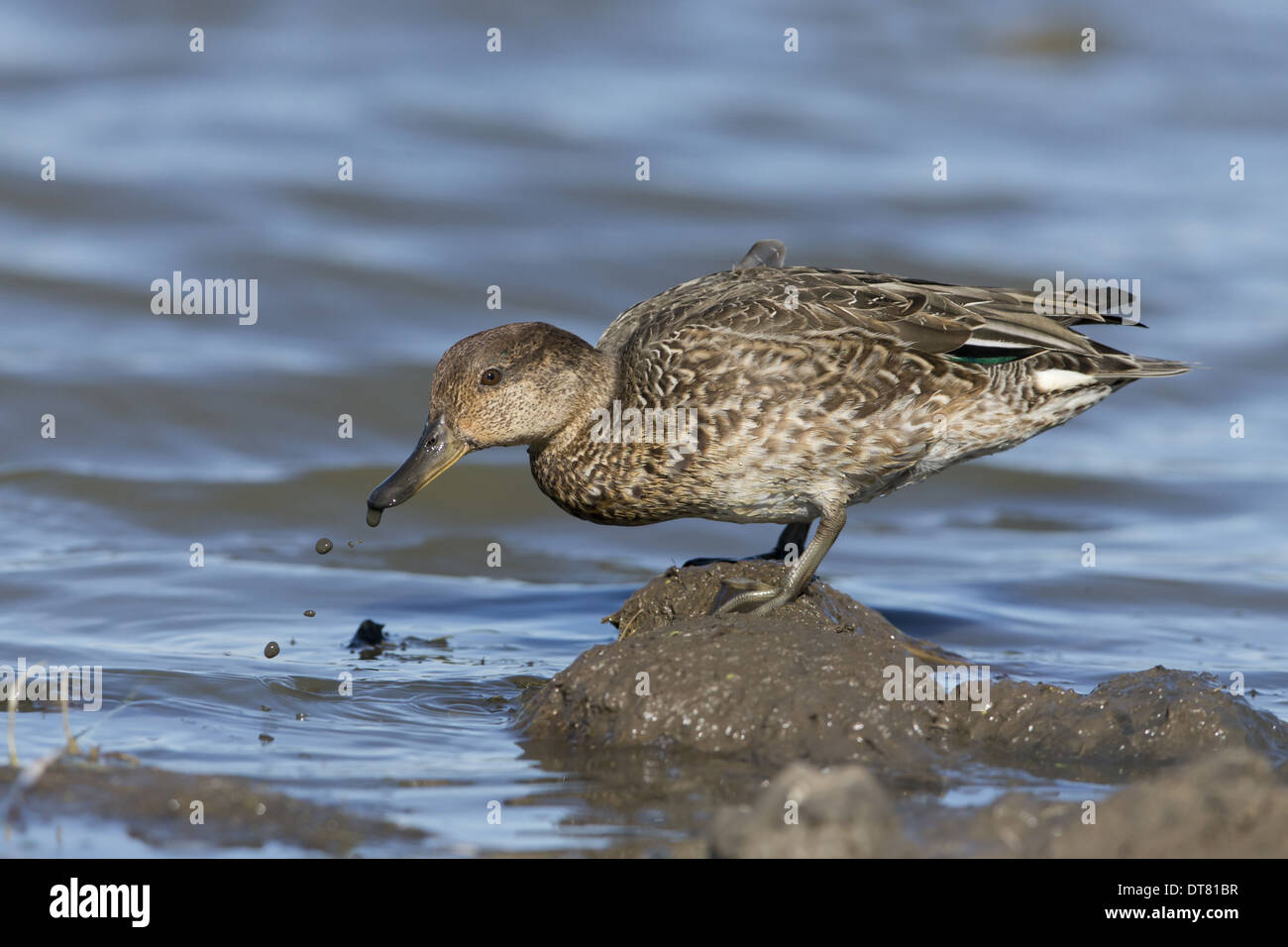 Common Teal (Anas crecca) adult male, eclipse plumage, feeding ...