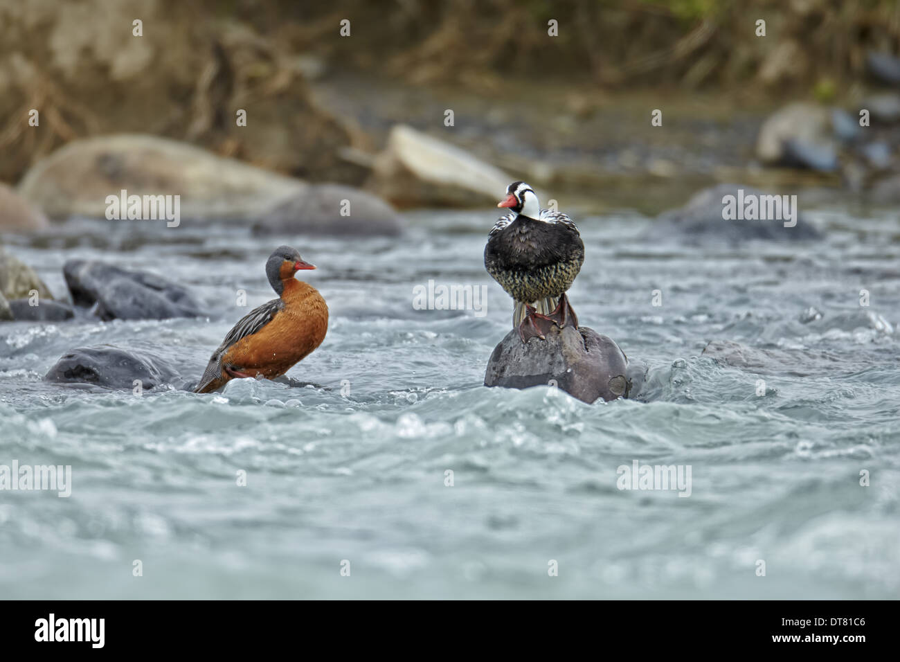 Torrent duck pair hi-res stock photography and images - Alamy
