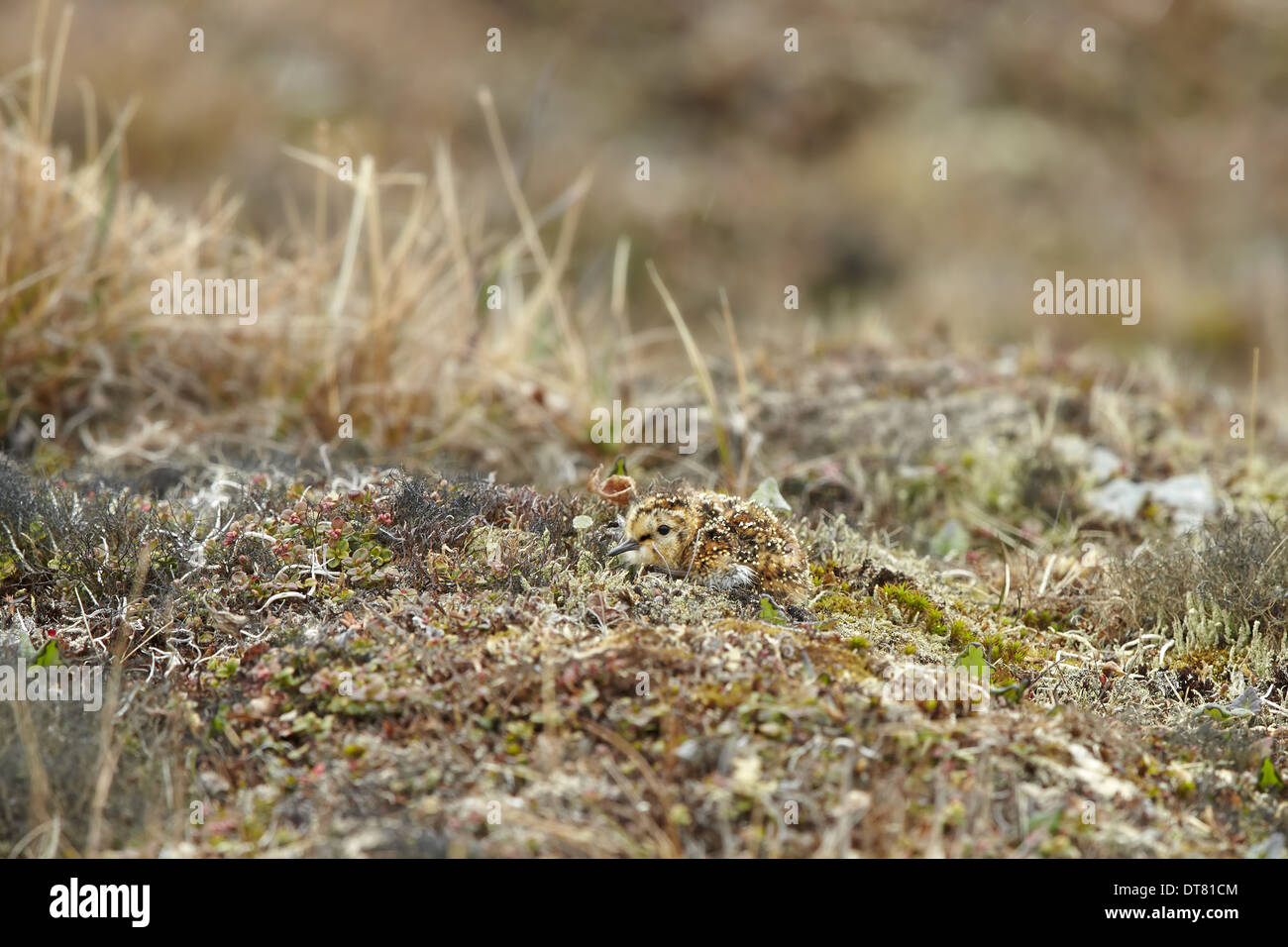 Dunlin chicks hi-res stock photography and images - Alamy