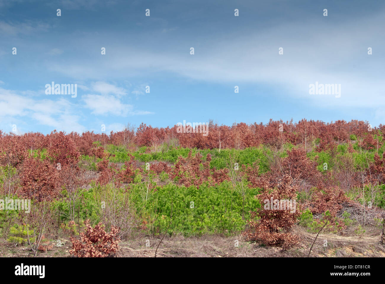 small trees forest Stock Photo - Alamy