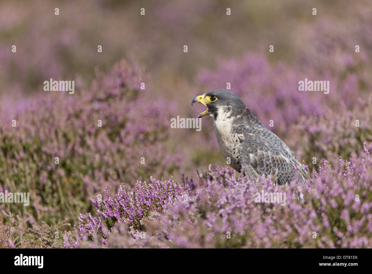 Peregrine Falcon (Falco peregrinus) adult, calling, standing amongst ...