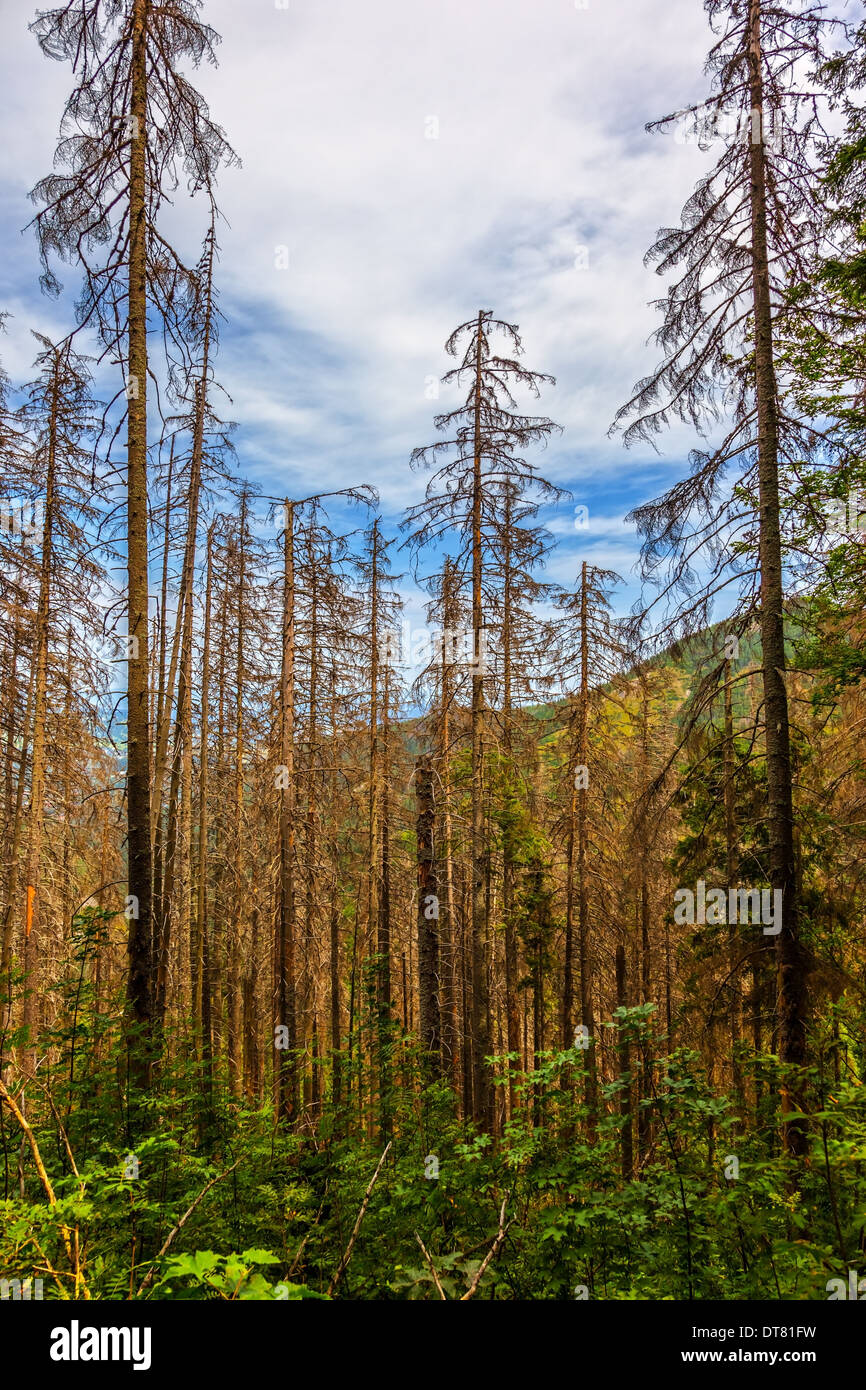 Tress cut hi-res stock photography and images - Alamy