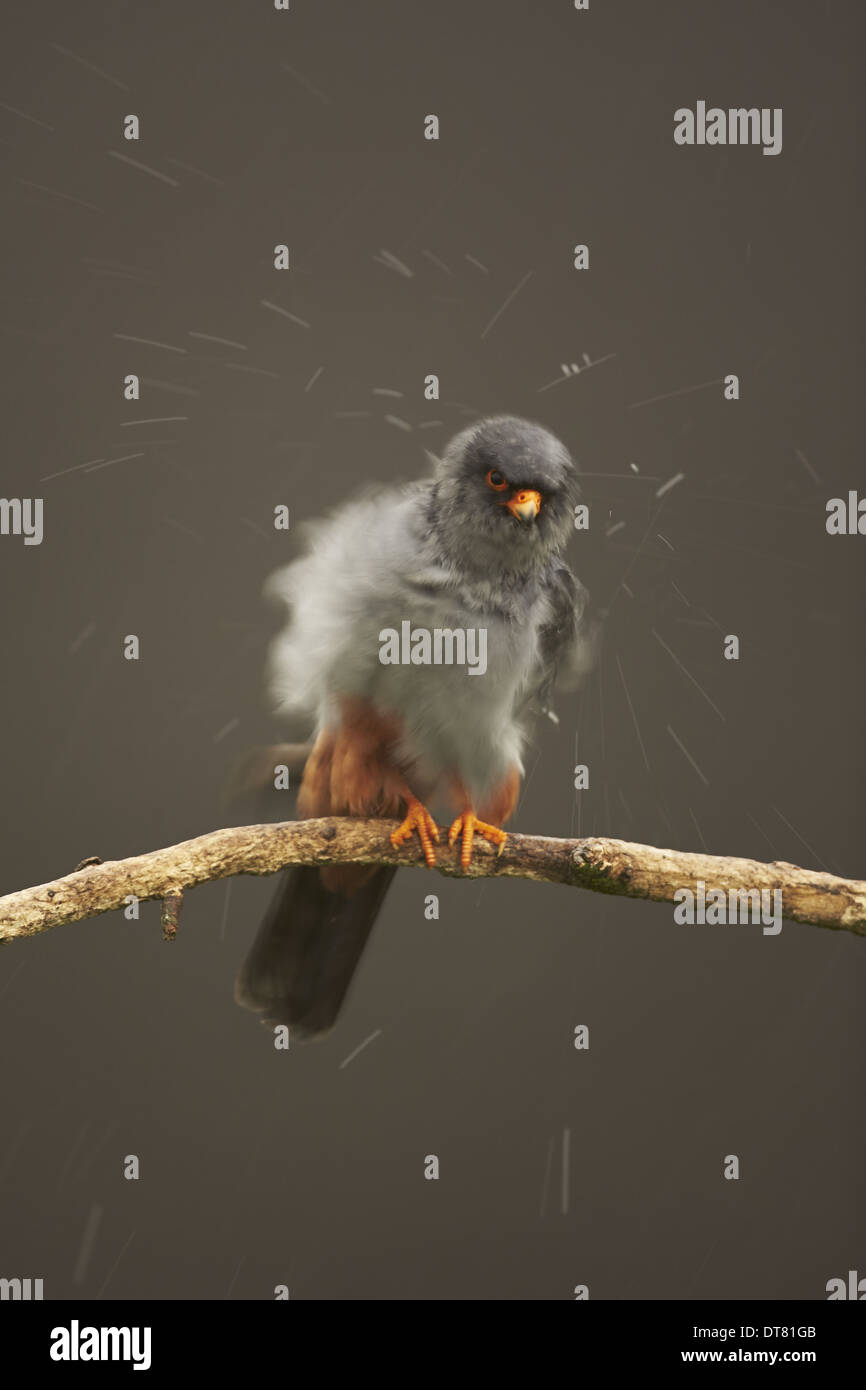 Excess rainfall hi-res stock photography and images - Alamy