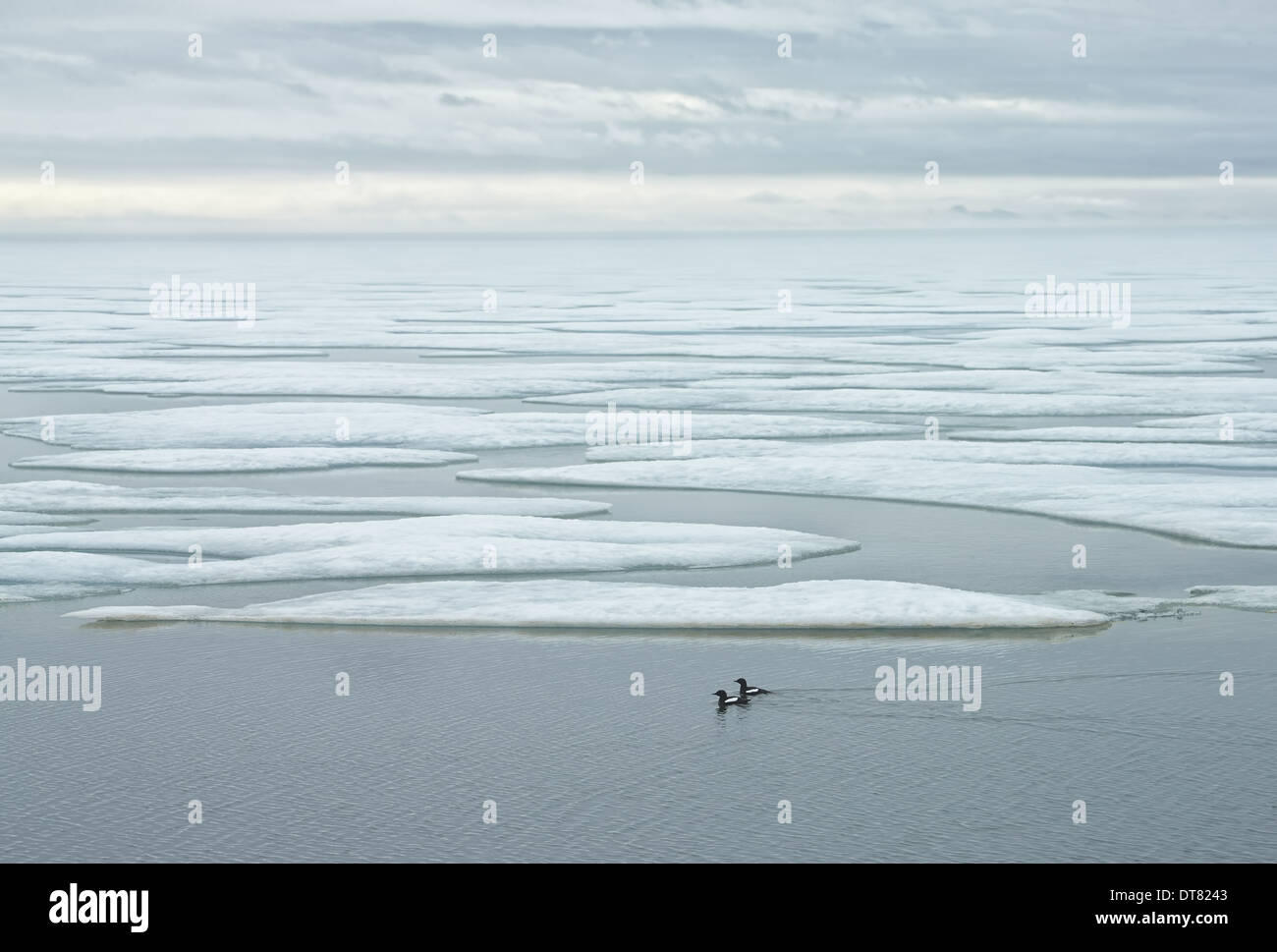 Black Guillemot (Cepphus grylle) adult pair breeding plumage swimming ...
