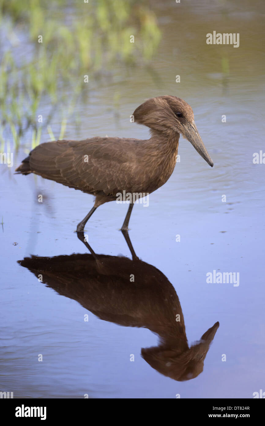 Hamerkop (Scopus umbretta) adult, standing in lake with reflection ...