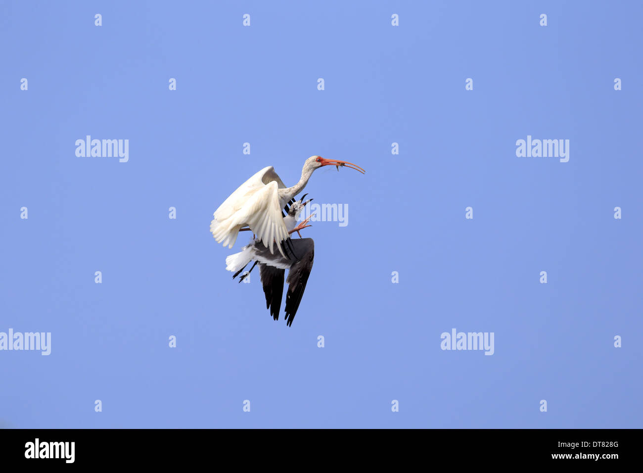 American White Ibis (Eudocimus albus) adult in flight with food in beak ...