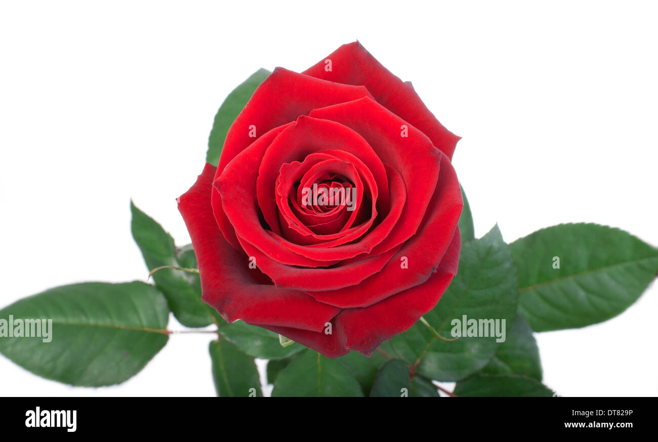 Red rose with leaves isolated on white Stock Photo - Alamy