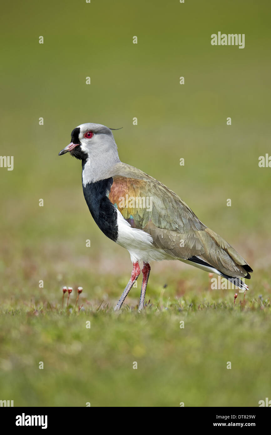 Southern lapwings vanellus chilensis hi-res stock photography and ...