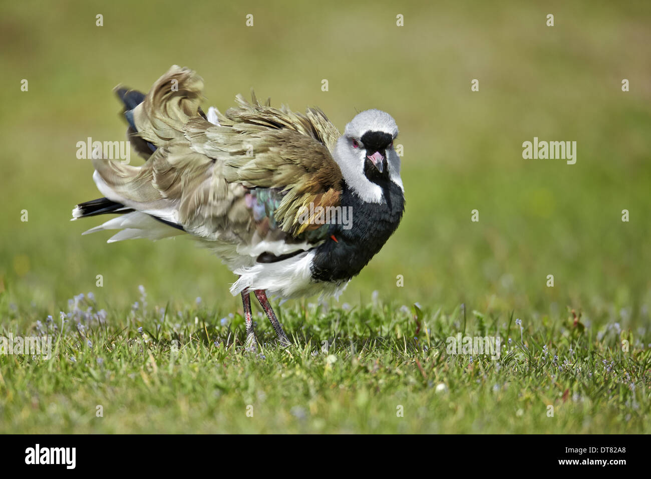 Southern Lapwing (Vanellus chilensis) adult, ruffling feathers, Torres ...