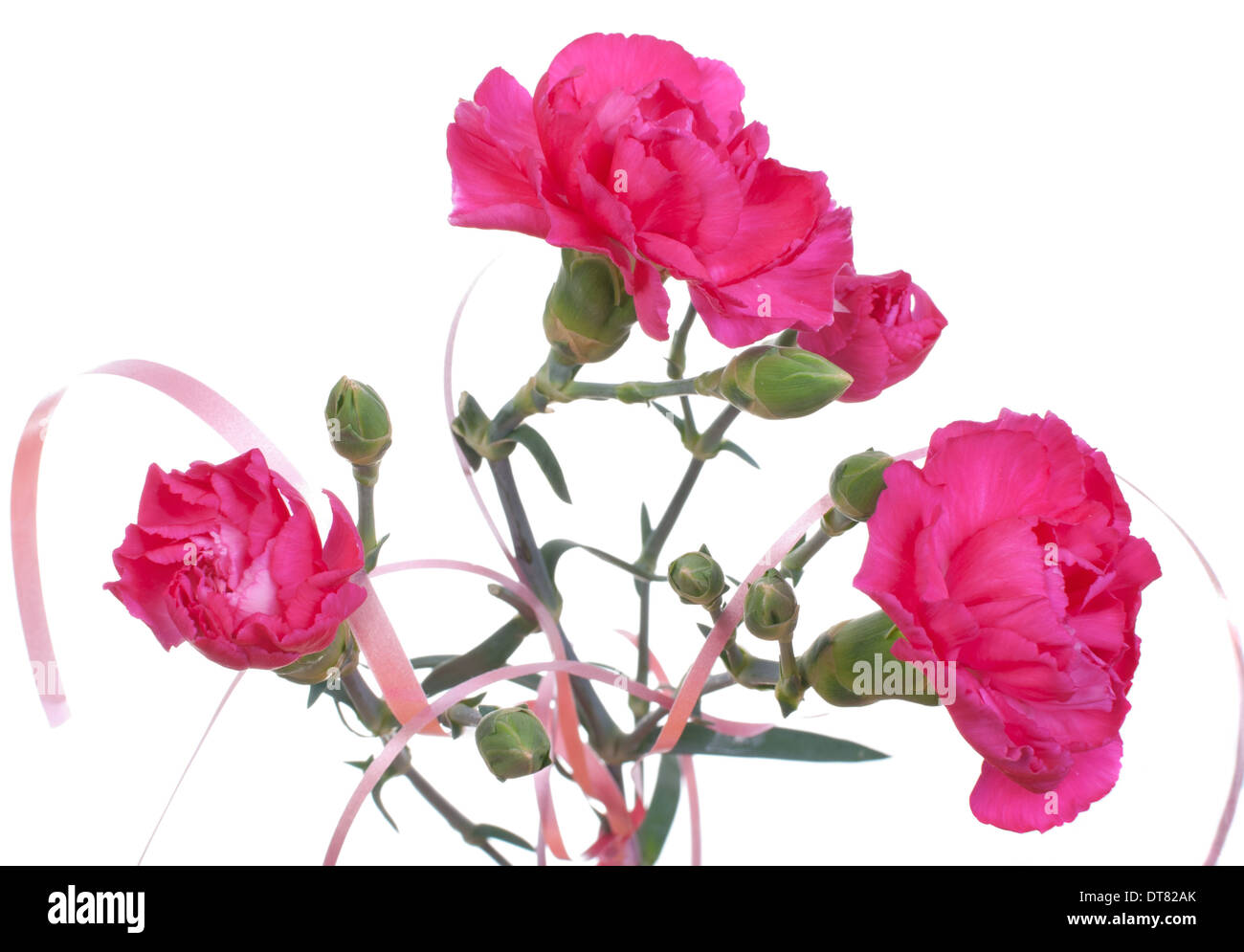 Carnation flowers isolated Stock Photo - Alamy