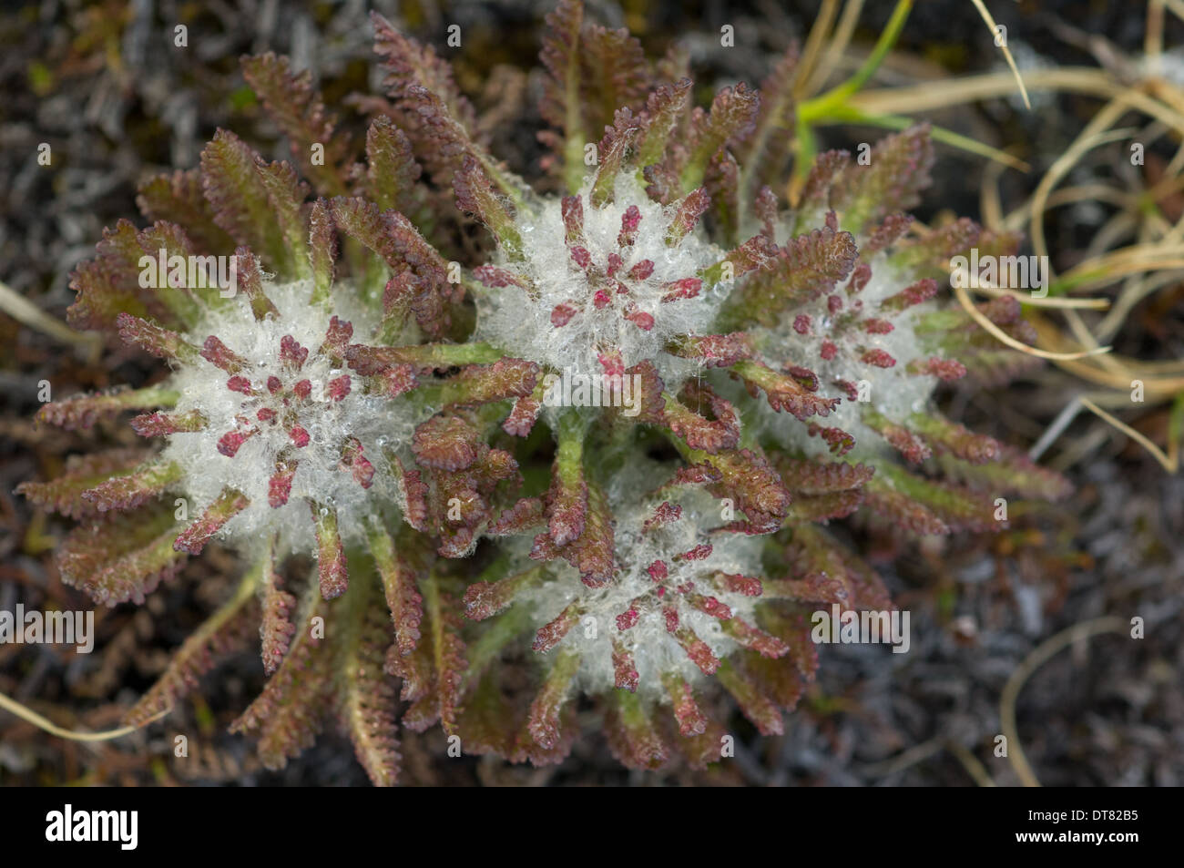 Pedicularis dasyantha hi-res stock photography and images - Alamy