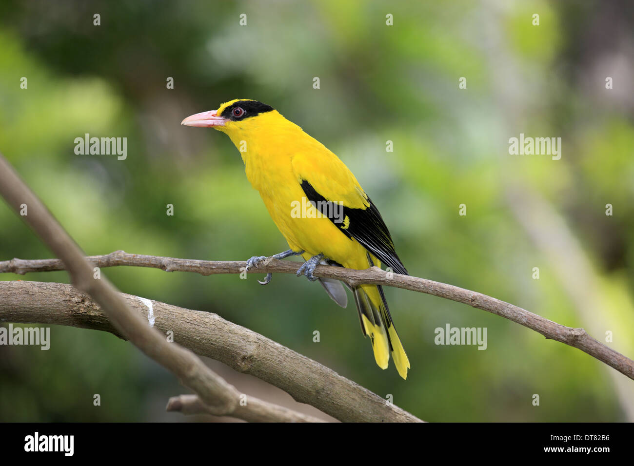 Black naped orioles hi-res stock photography and images - Alamy