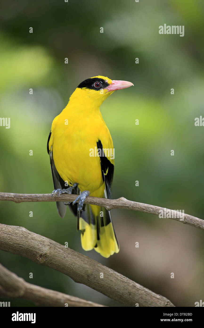 Bird birds animal animals oriole orioles asia asian wildlife nature hi ...