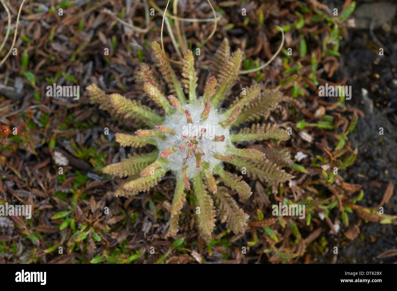 Pedicularis dasyantha hi-res stock photography and images - Alamy