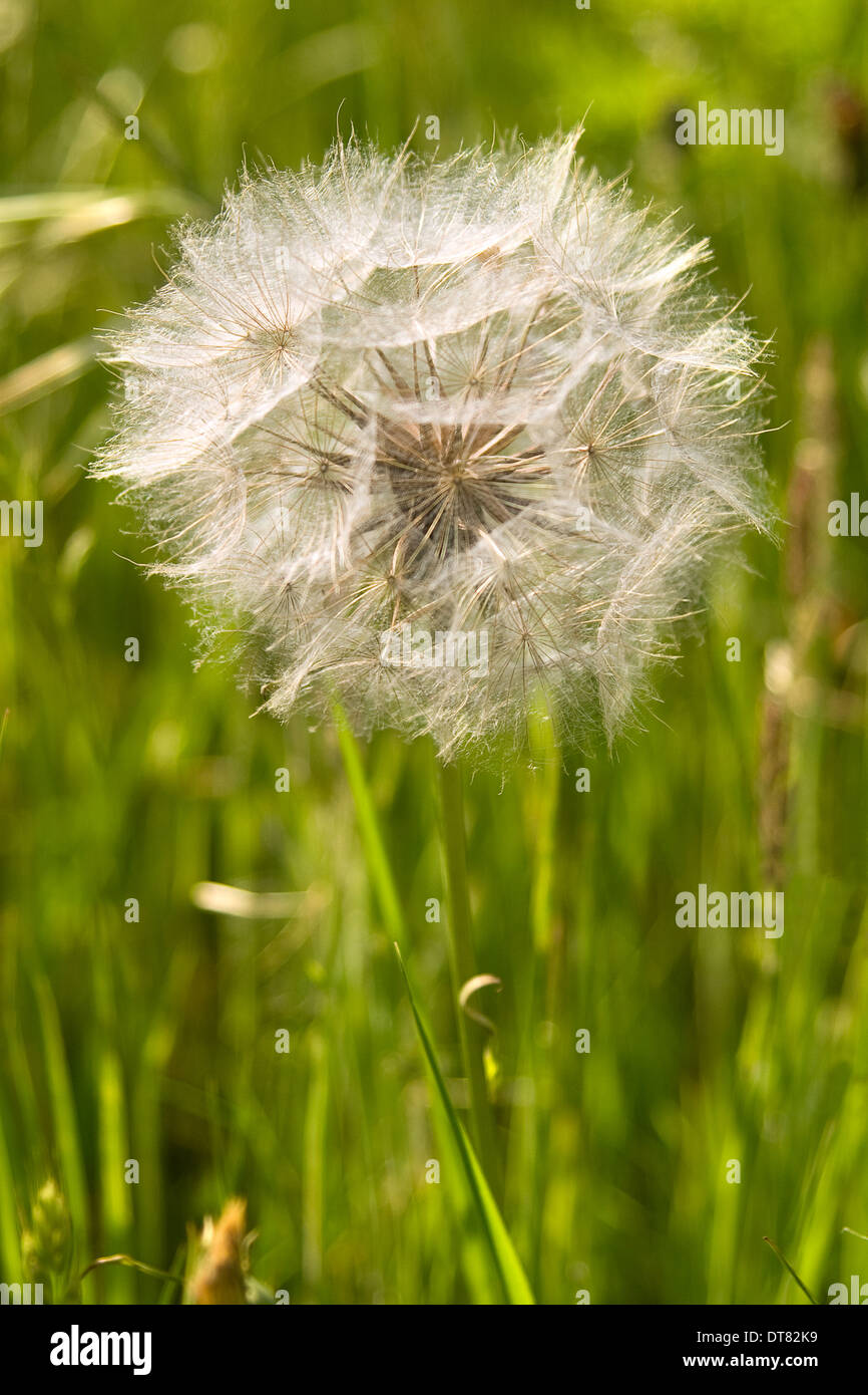 Dandelion seed design hi-res stock photography and images - Alamy