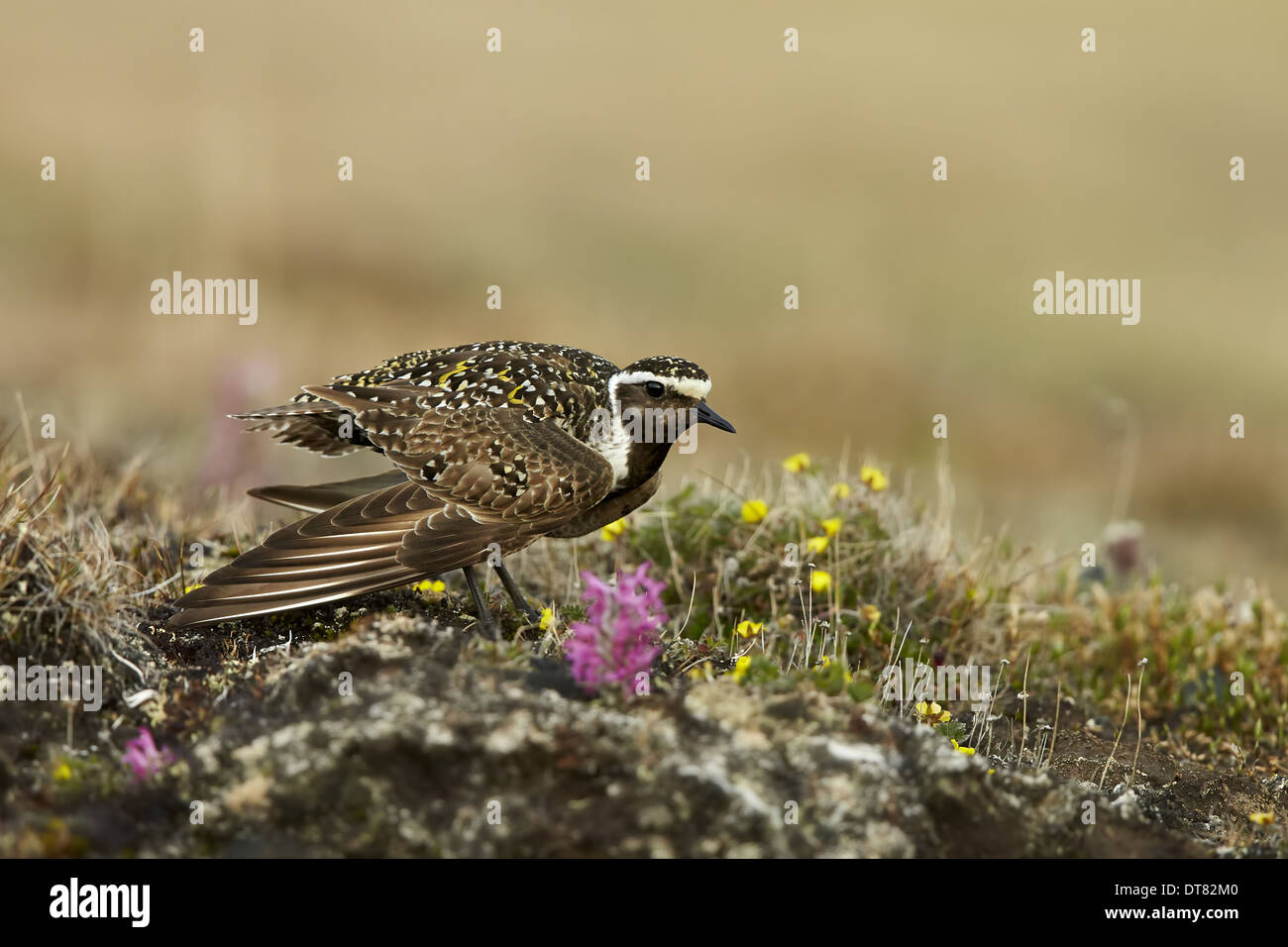 American Golden Plover (Pluvialis dominica) adult female breeding ...