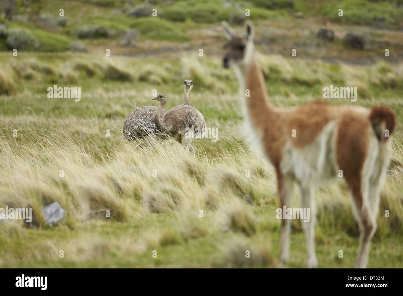 Lesser Rhea (Rhea pennata) two adults with Guanaco (Lama guanicoe) in ...